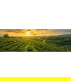 Comprar Te Amarillo Online al Mejor Precio | Yellow Tea